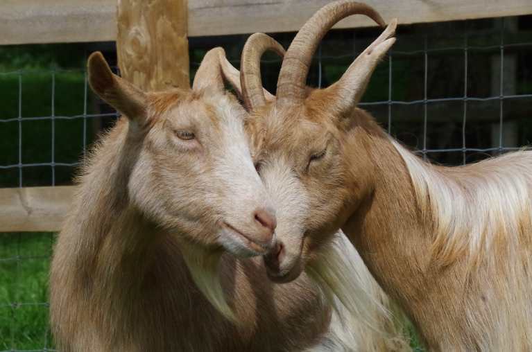 Buttercups Sanctuary for Goats - rehoming animals how we can help.