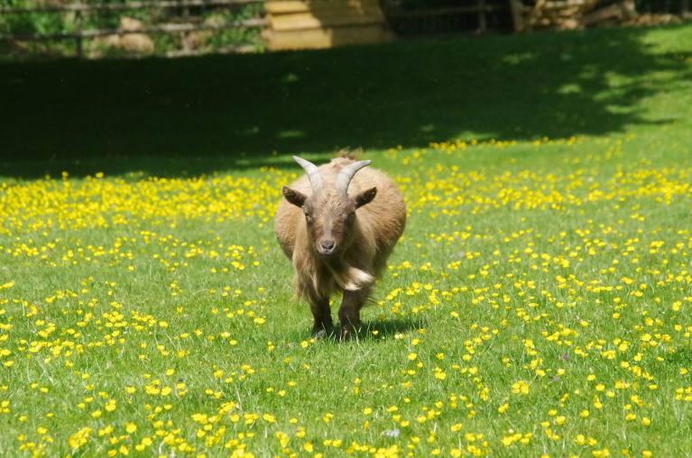 Welcome to Buttercups Sanctuary for Goats
