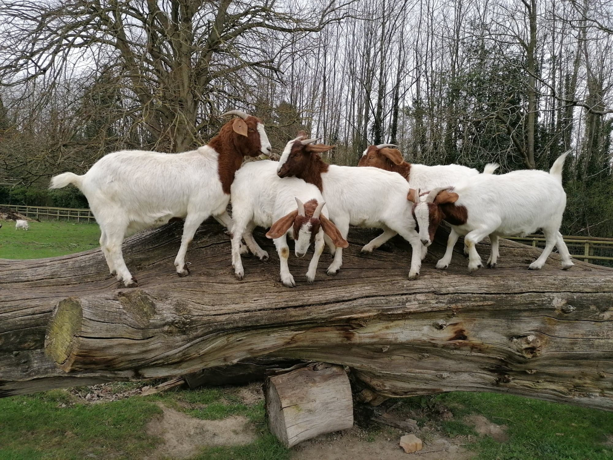 Welcome to Buttercups Sanctuary for Goats