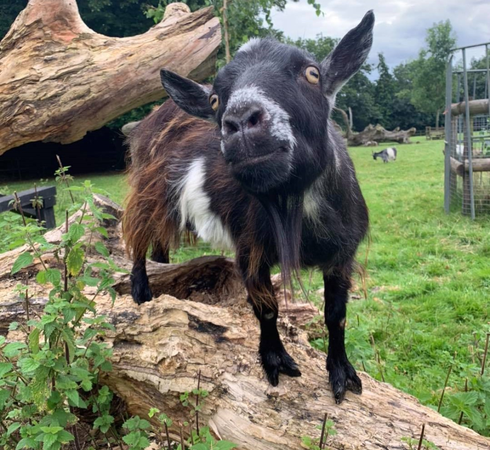 Buttercups Sanctuary for Goats - rehoming animals how we can help.