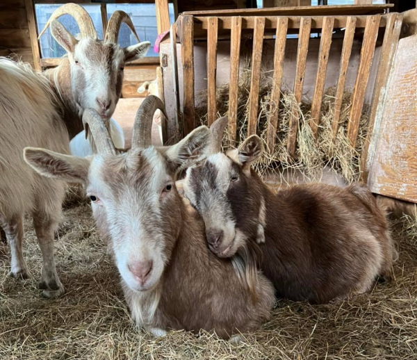 Two Goats In Love