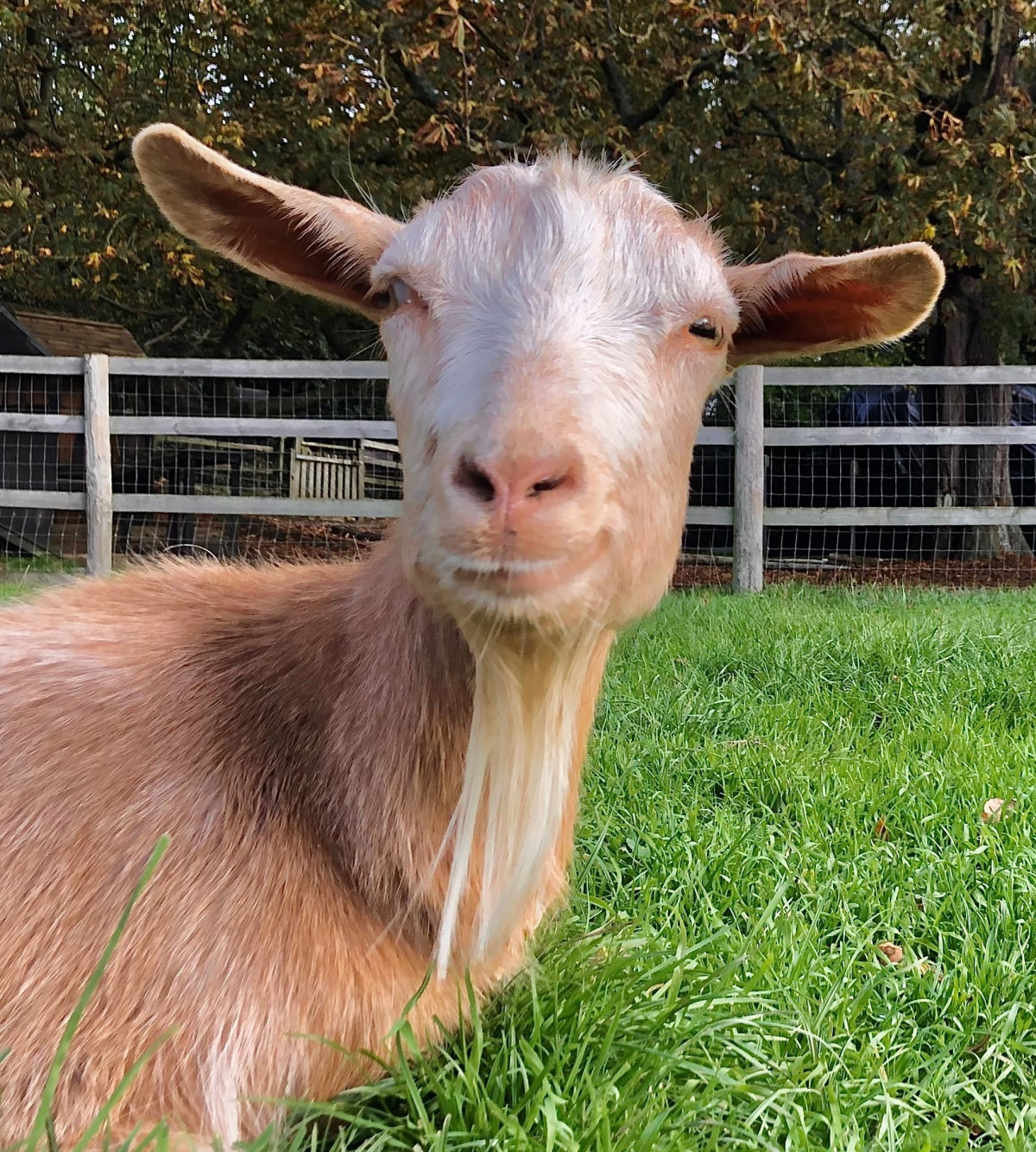 Welcome to Buttercups Sanctuary for Goats