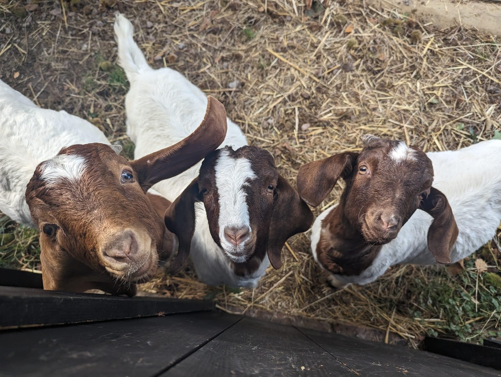 Baby Boers rescued and rehomed! - Buttercups Sanctuary for Goats
