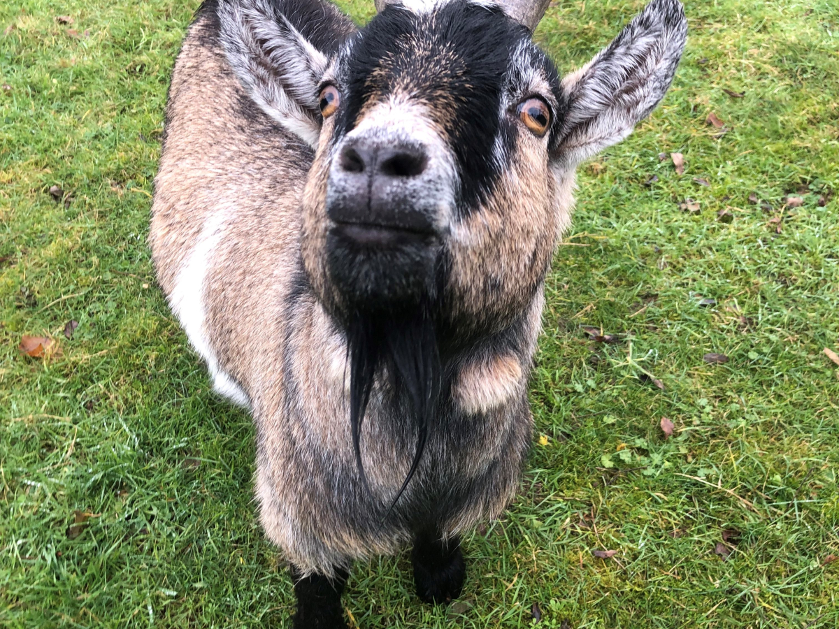 Buttercups Sanctuary for Goats - rehoming animals how we can help.